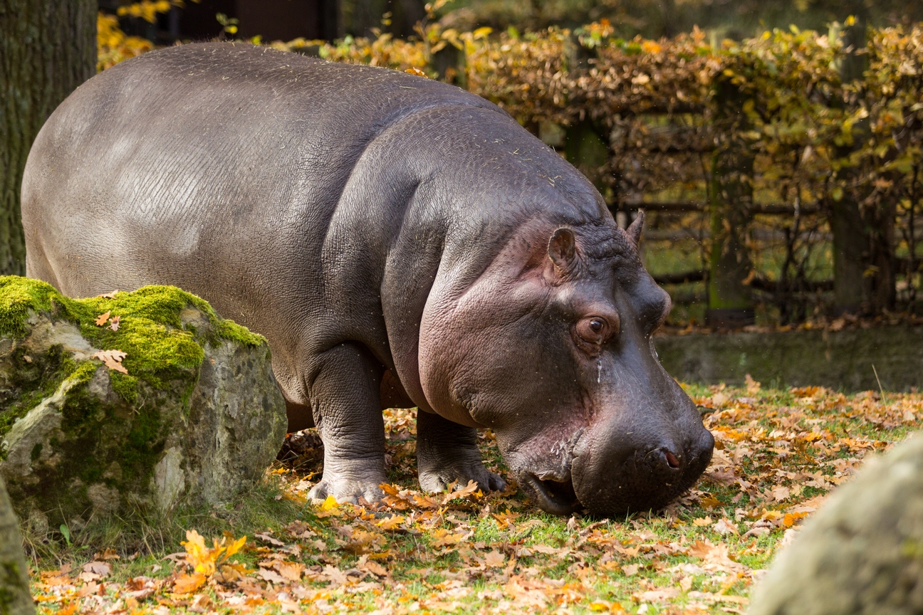 NEJISTÁ BUDOUCNOST HROCHŮ V EVROPĚ | Magazín NAŠE MĚSTO