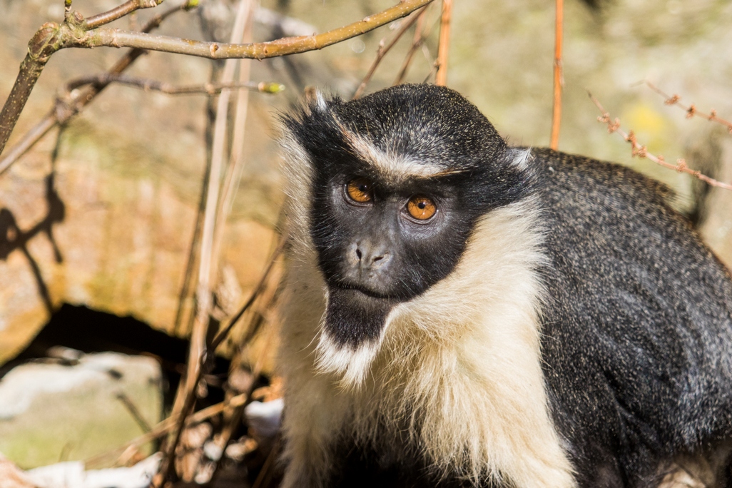 Rodina vzácných kočkodanů Dianiných se v Zoo Ostrava úspěšně rozrůstá ...