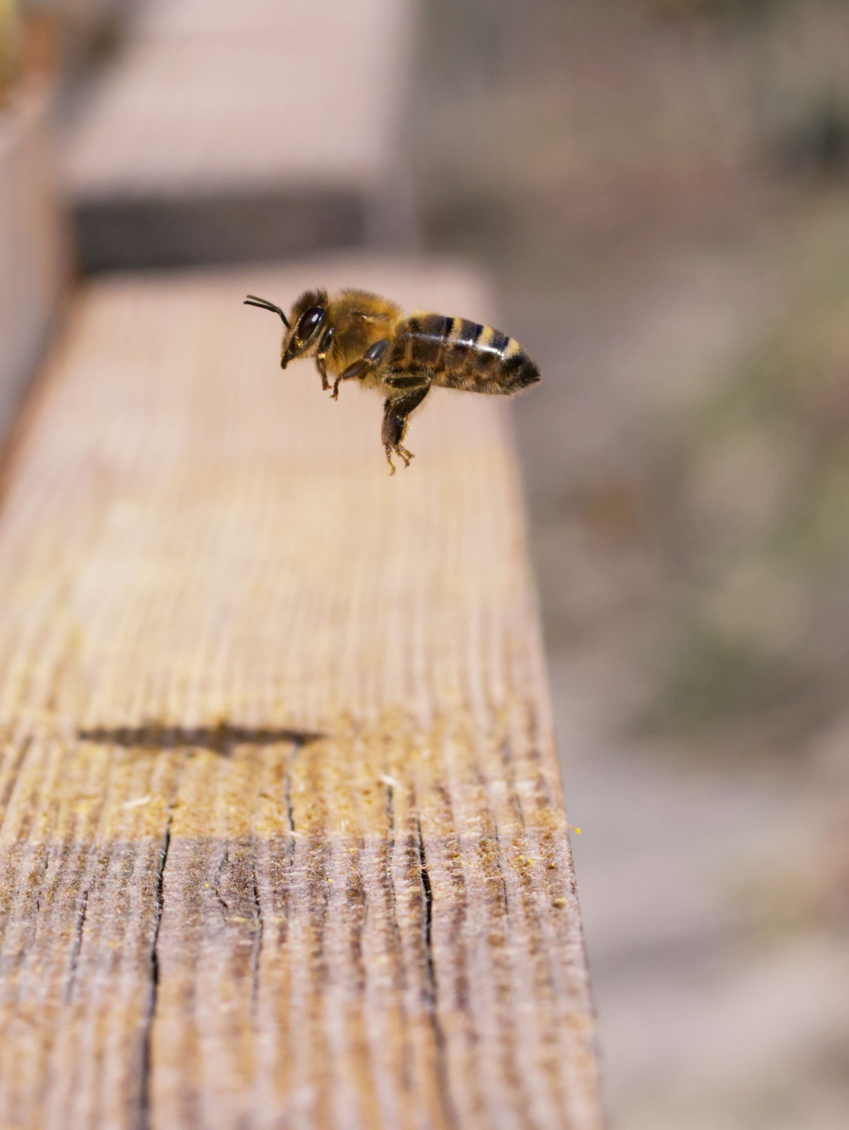 Stanou se obří včely v zoo Dřevěnou stavbou roku? | Magazín NAŠE MĚSTO